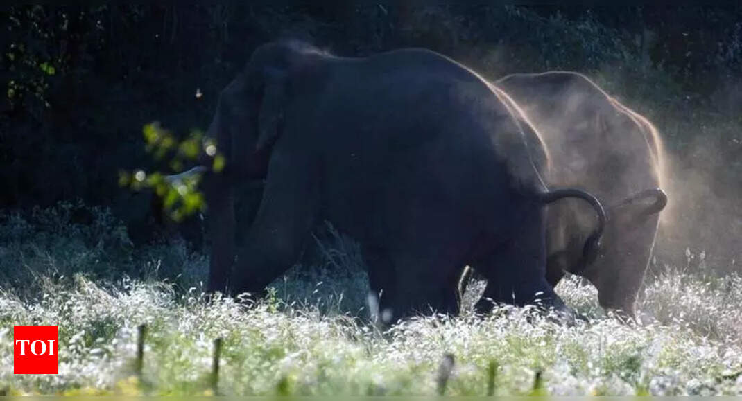 Elephants Cause Devastation in KR Pet Taluk's Agricultural Lands ...