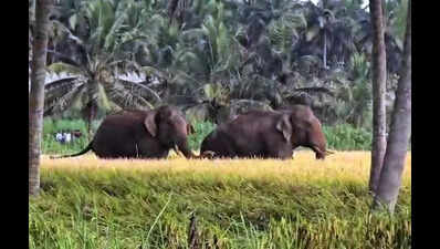 Elephants Cause Devastation in KR Pet Taluk's Agricultural Lands ...