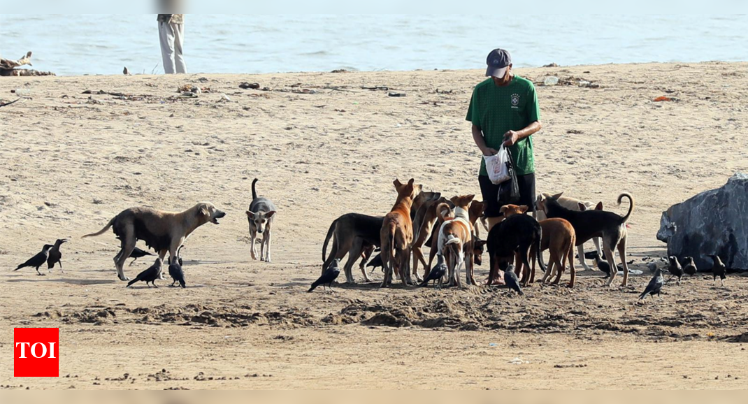 Stray dogs attack 3 senior citizens, 2 of them foreigners, on S Goa ...