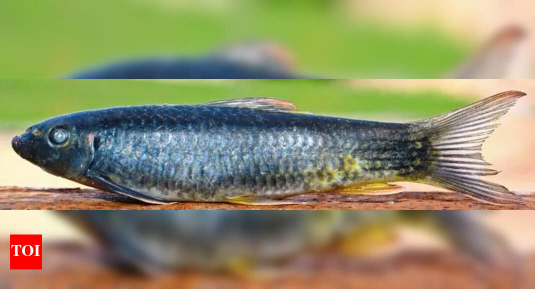 Sand Mining and Pollution Threaten Telangana's Fish Diversity ...