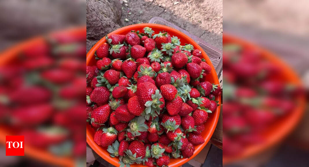 Strawberry Prices Soar 20% in Pune Amid Weather Challenges: Farmers Express Concerns | Pune News ...