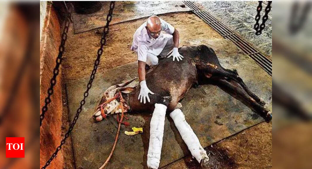 Navi Mumbai: FIR filed as all 3 bulls ‘forced to run’ die of serious ...