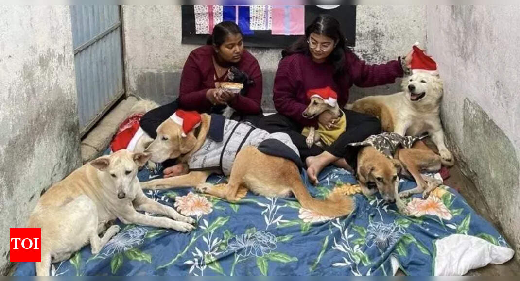 Bhoori Foundation: Transforming Lives of Stray Animals in Patna | Patna ...