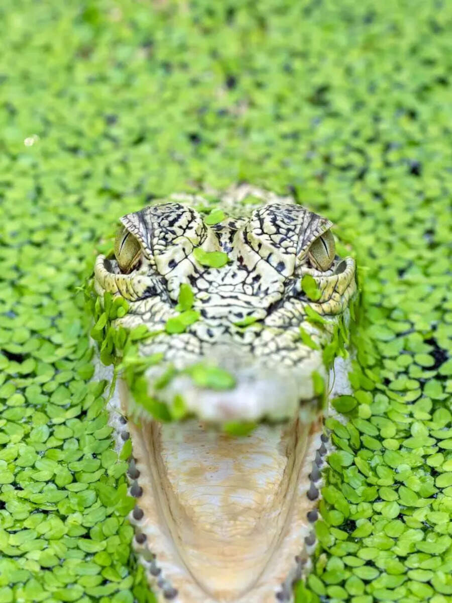 10 animals that have the strongest jaws | Times of India