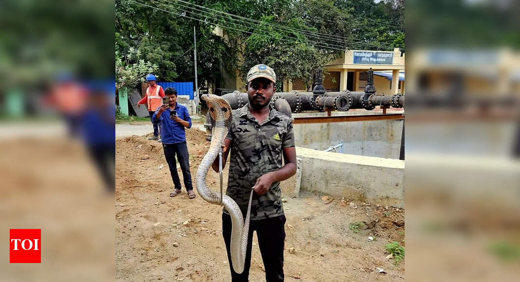 Rising Snake Sightings in Coimbatore: Causes and Concerns | Coimbatore ...