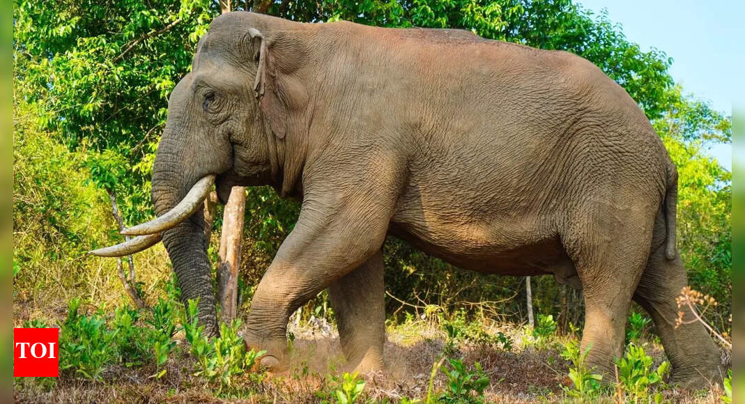 Meet Raja, the 40 year old elephant who collects 'tax' - Times of India