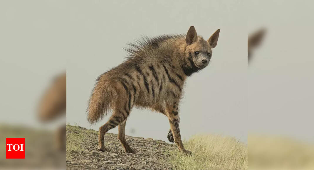The Unexpected Road Trip Buddy: A Hyena’s Journey to Finding Home – New ...