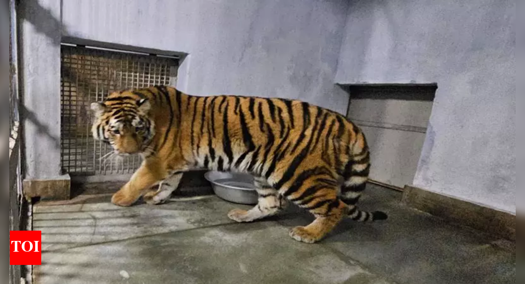 Tragic Incident: Mother Tigress Accidentally Kills Three Newborn Tiger ...