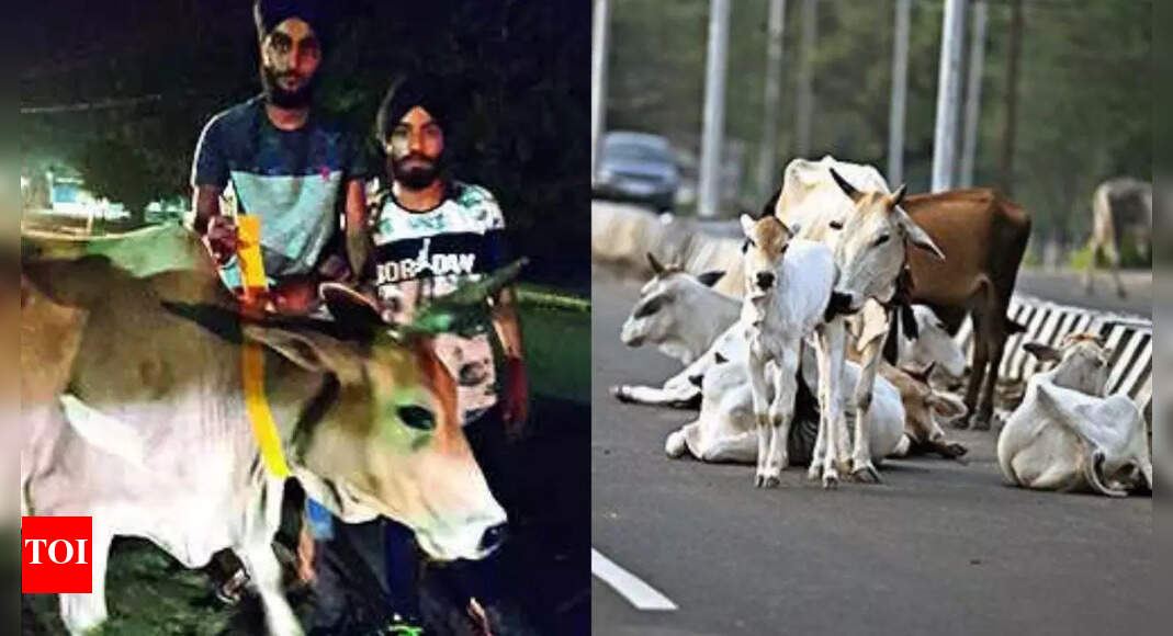 Why stray cattle on UP's highways are 'glowing' at night | Bareilly ...