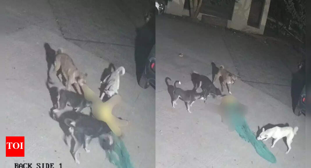 'Attacked, dragged, left critical': Elderly woman fights for life after ...