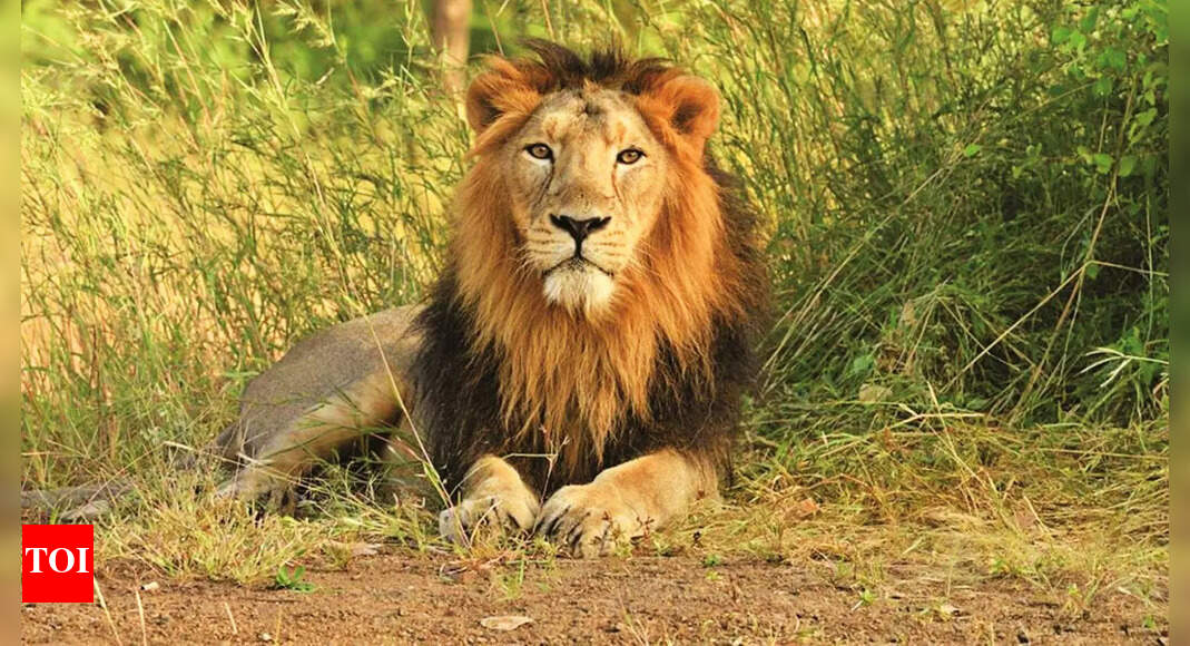 Hustlers, work night shifts & early mornings too: How Gir lions differ ...