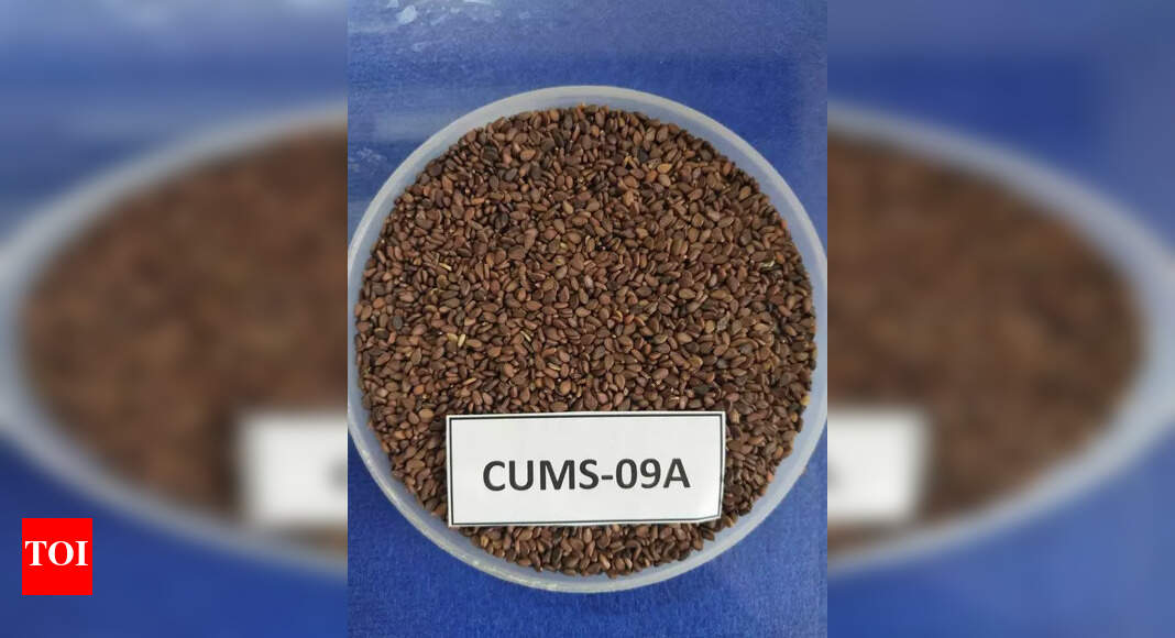 Revolutionary Tanjila Sesame Seed Named After Amta Girl Set to ...