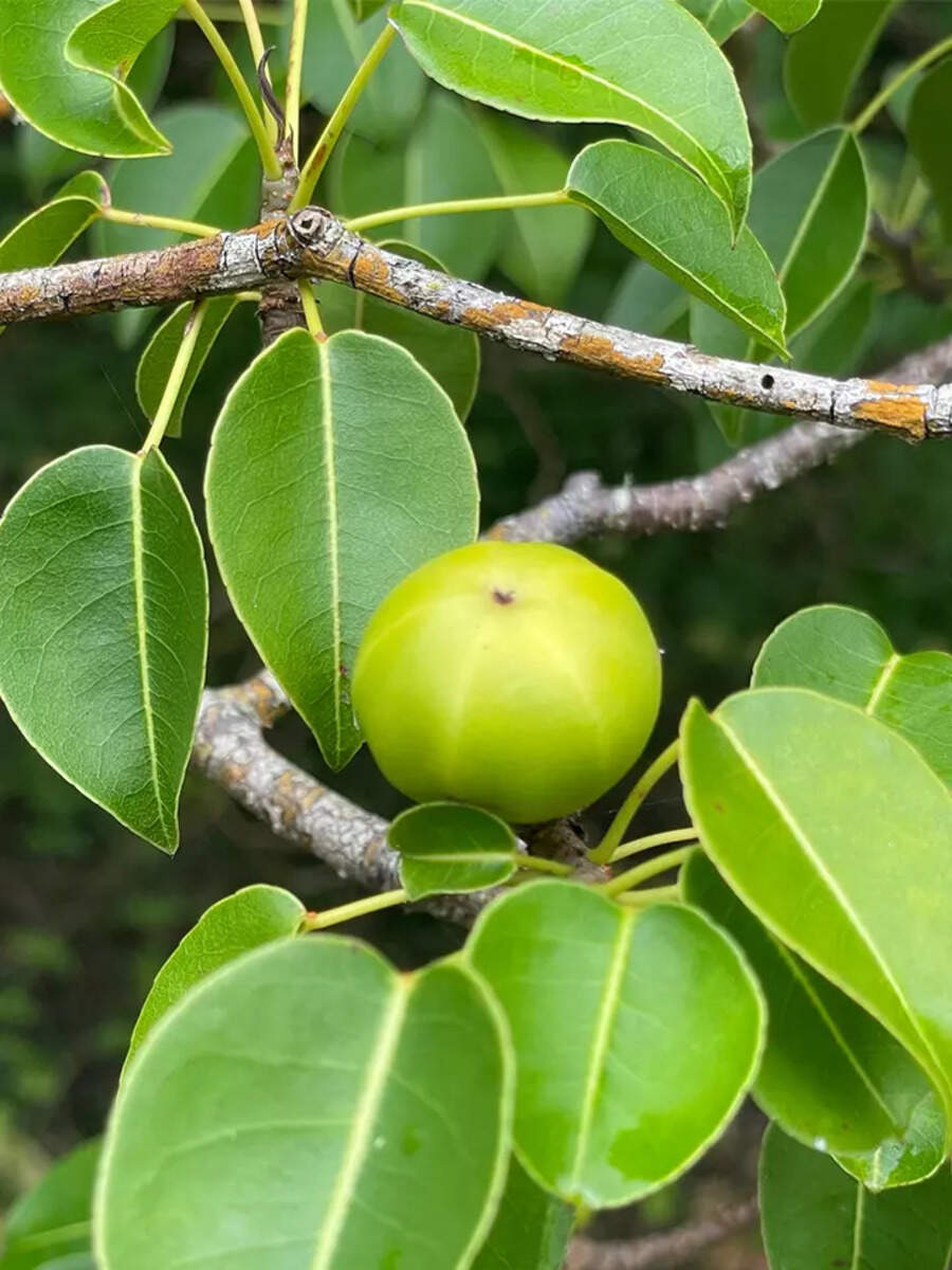 The tree regarded as one of the world’s most dangerous! | Times of India