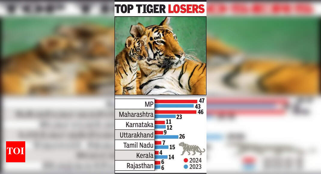 Significant Drop in Tiger Deaths in India: Poaching Cases Plummet by 76 ...