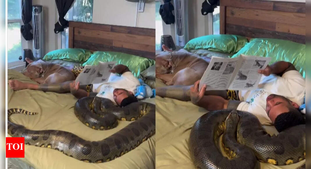 This is insane! Man calmly reads book on bed with a massive python ...