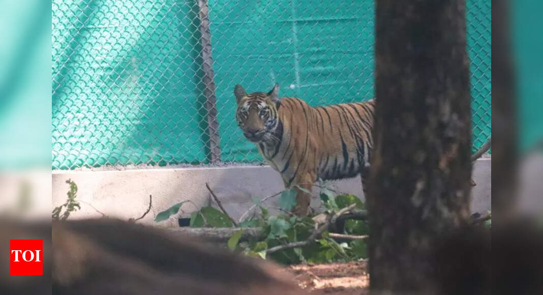 Tigress Zeenat's Bold Journey: From Similipal to Jharkhand ...