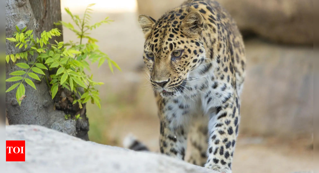 Leopard attacks 14 people in UP | India News - Times of India