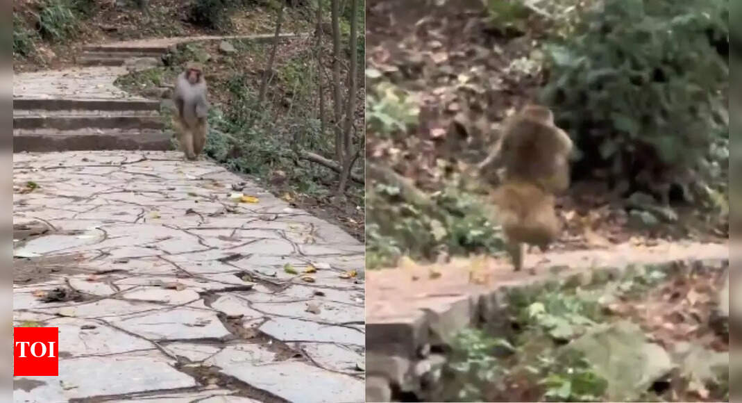 Watch: Monkey learns to walk on two legs after losing a limb in viral ...