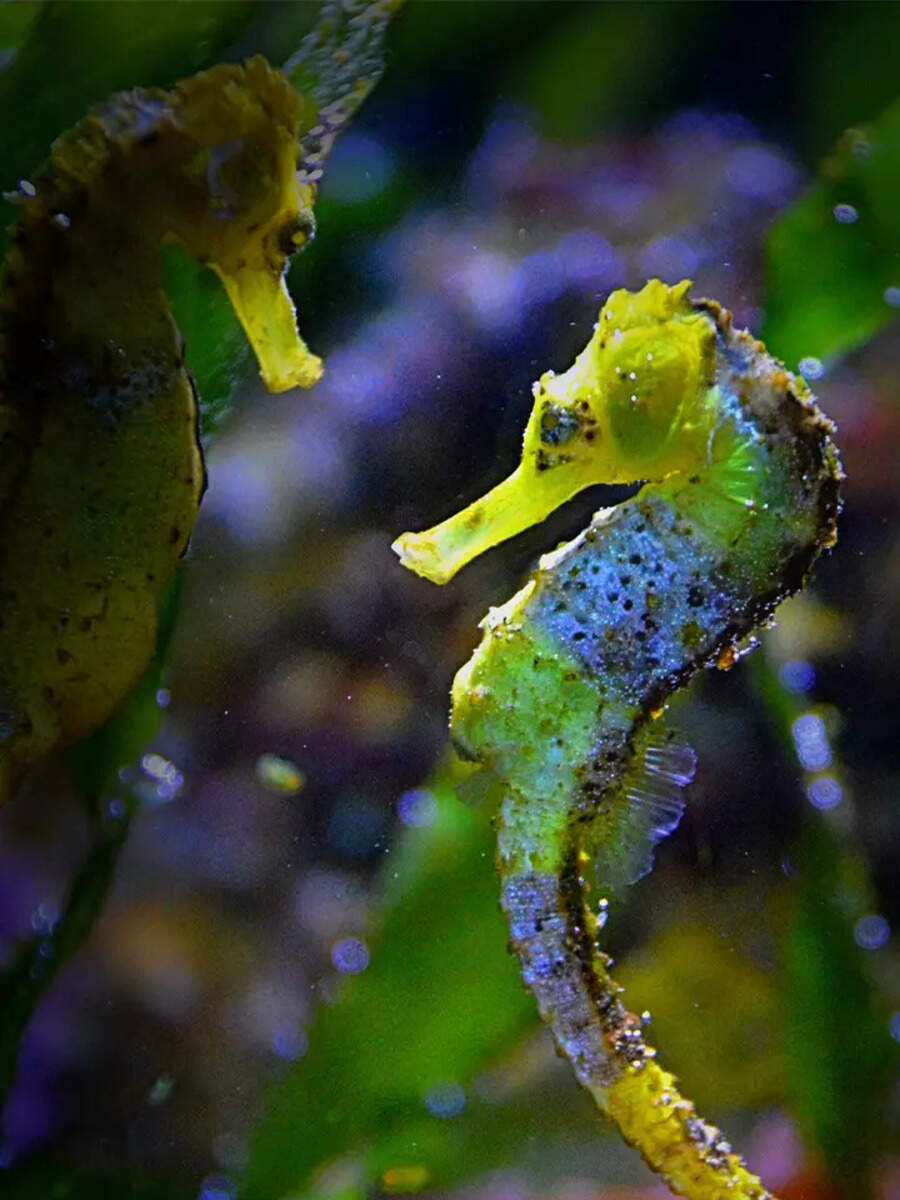 10 animals that live entirely in water | Times of India