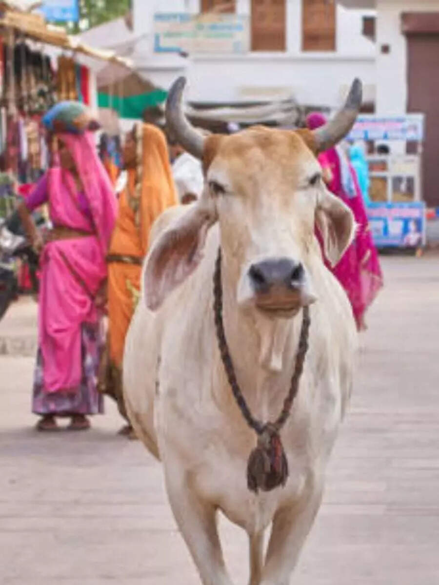 Bachaur Cow: खेती के साथ दूध उत्‍पादन में भी अव्‍वल | ET NOW SWADESH