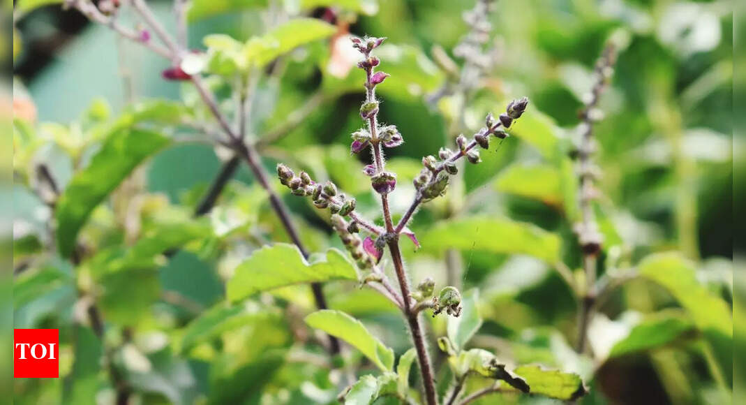 How to prevent Tulsi plant from dying in winter - The Times of India