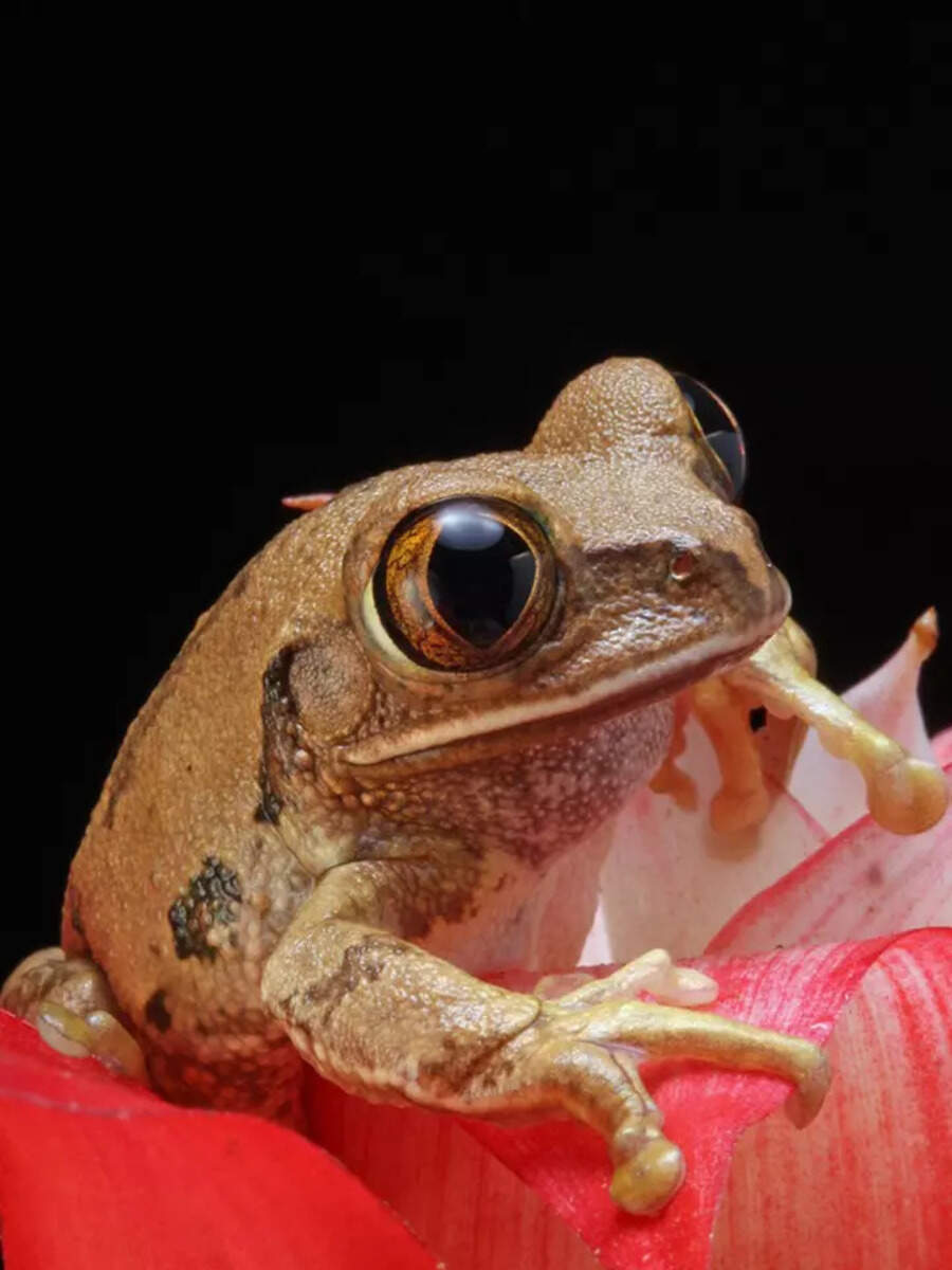 10 animals that hibernate through winter | Times of India