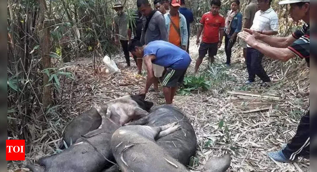 Mizoram Reports Pig Death Due to ASF After Four Days of No Casualties ...