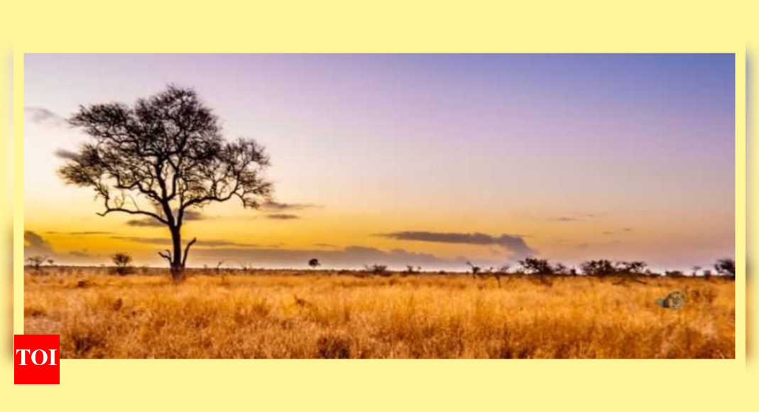 Optical Illusion: Only a real wildlife lover can spot the lion in this ...