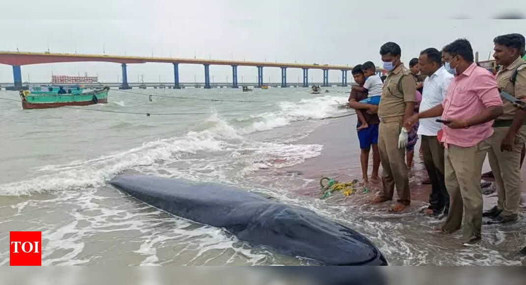 Rare Blue Whale Calf Carcass Found on Rameswaram Shore | Madurai News ...