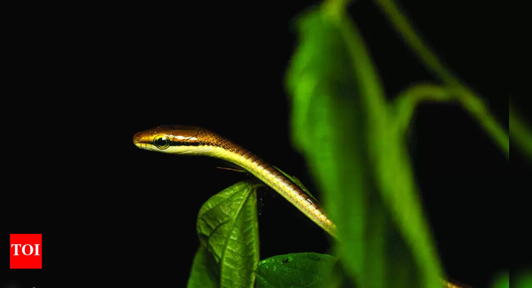 Finally, Western Ghats’ bronzeback snake meets gold standard of species ...