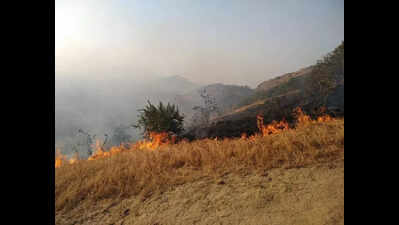 Safeguard Hills, Stop Forest Fires | Pune News - Times of India
