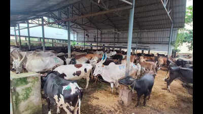 Kochi’s struggle with illegal animal slaughter continues | Kochi News ...