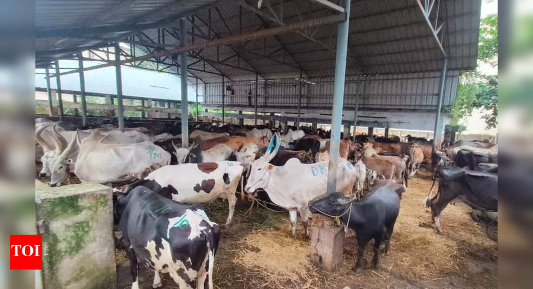 Kochi’s struggle with illegal animal slaughter continues | Kochi News ...