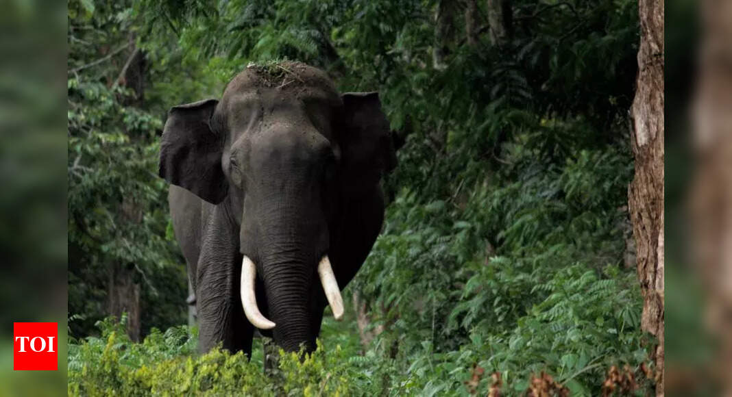Highest no. of 624 deaths in elephant attacks took place in Odisha in 5 ...