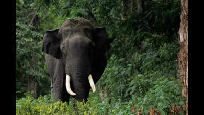 Highest no. of 624 deaths in elephant attacks took place in Odisha in 5 ...