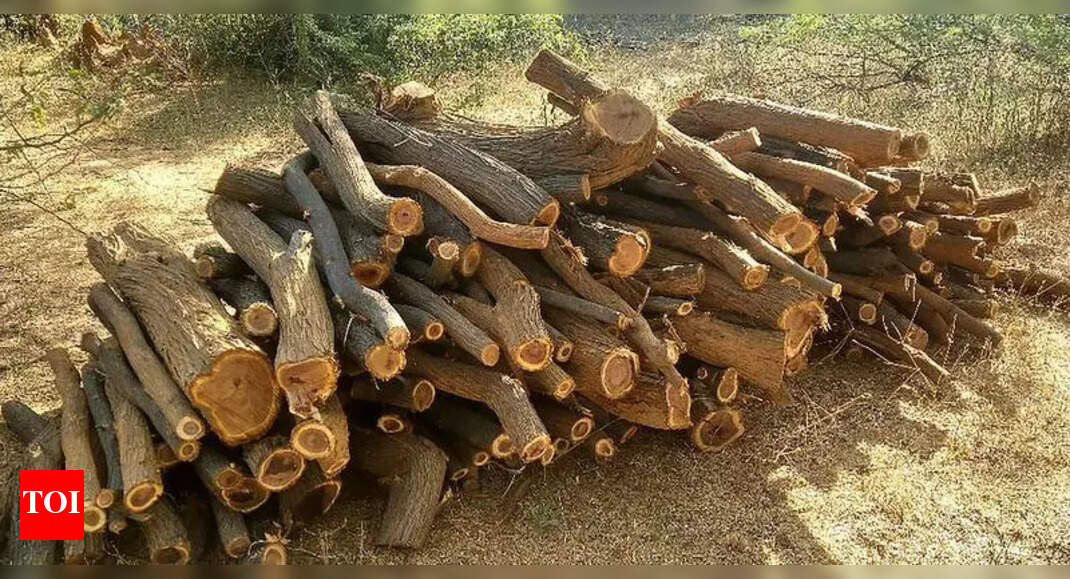 200 trees felled, over 2 acres cleared in Aravali leopard corridor ...