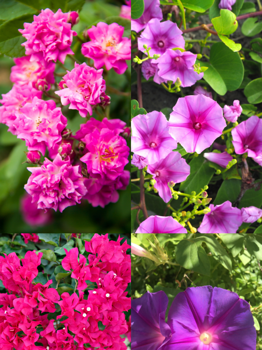 10 Beautiful Flowers That Grow On Creepers | Times Now