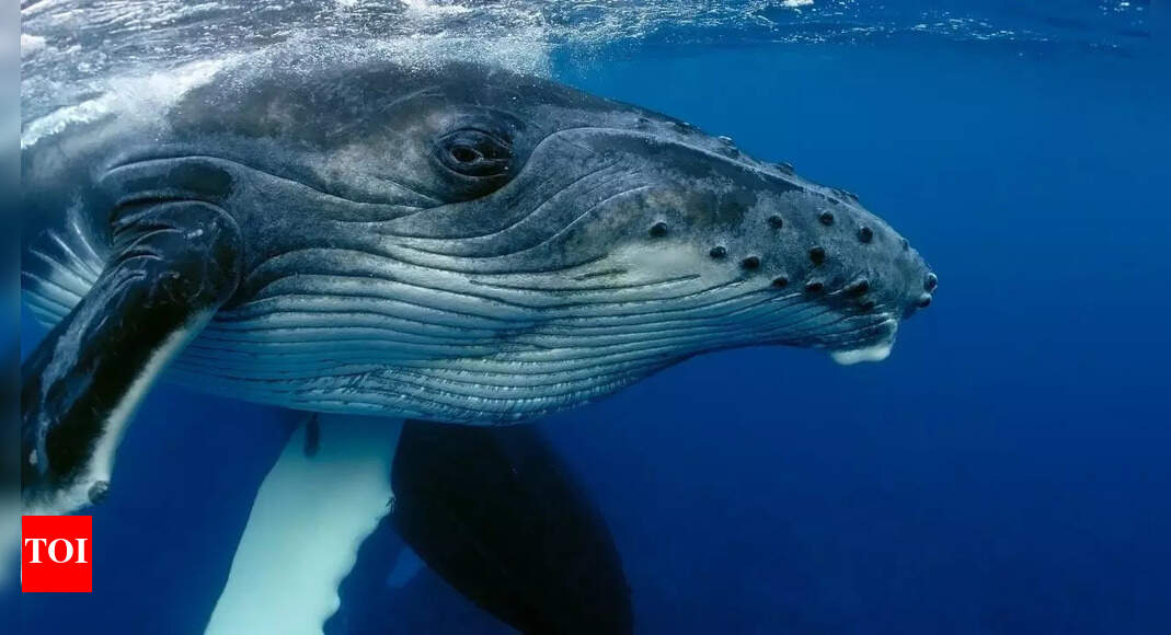 What is whale explosion and how does it impact the water body - Times ...