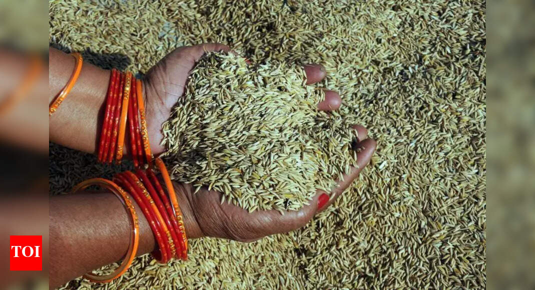 Paddy procurement to begin from today | Ranchi News - Times of India
