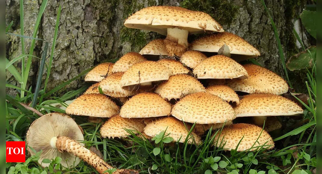 Are mushrooms plants or animals? The science behind their ecological ...