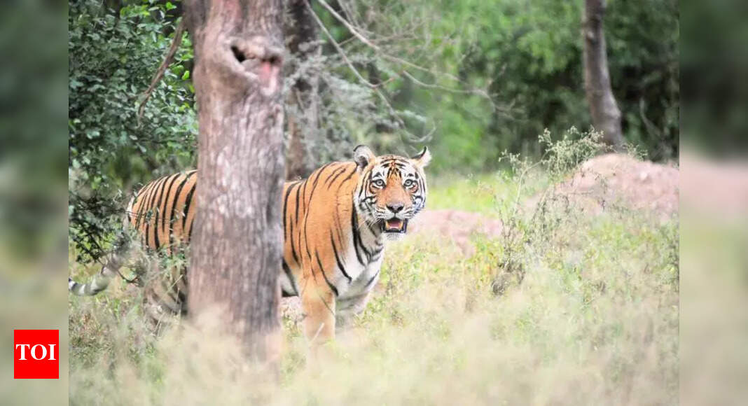 SC panel to probe alleged green violations in Raj’s forest areas ...