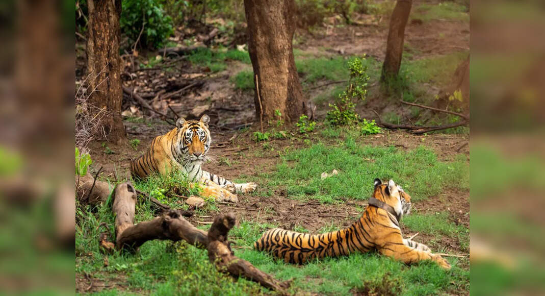 Valmiki National Park, Bihar: Want to see untamed wilderness and tigers ...