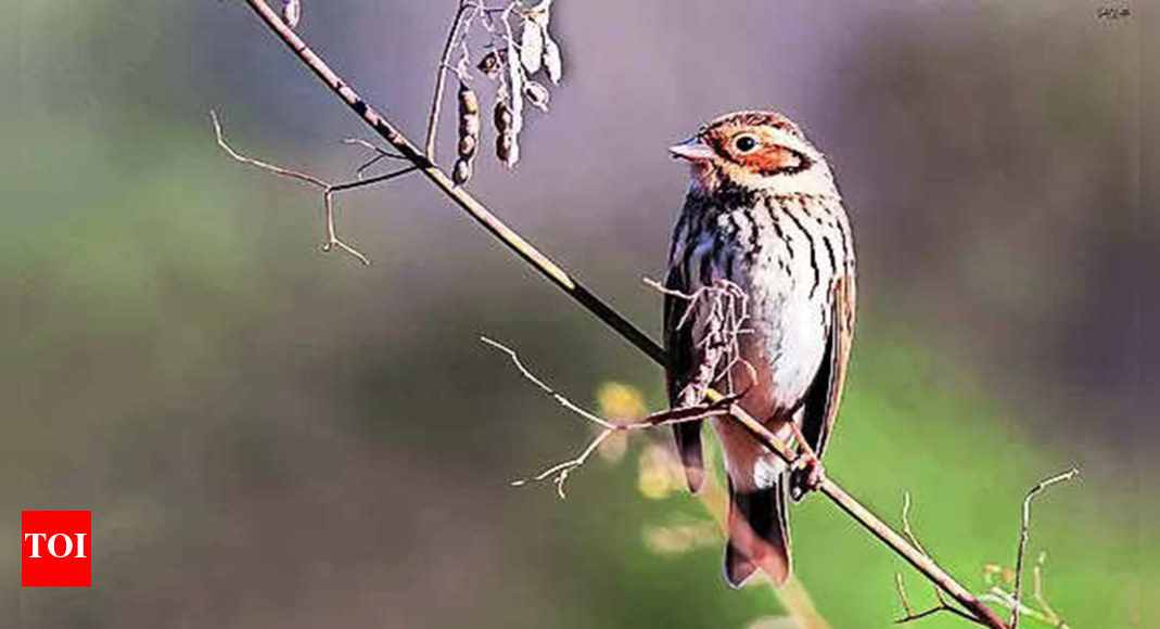 Rare in Rajasthan: Little bunting bird spotted for 1st time in Mount ...