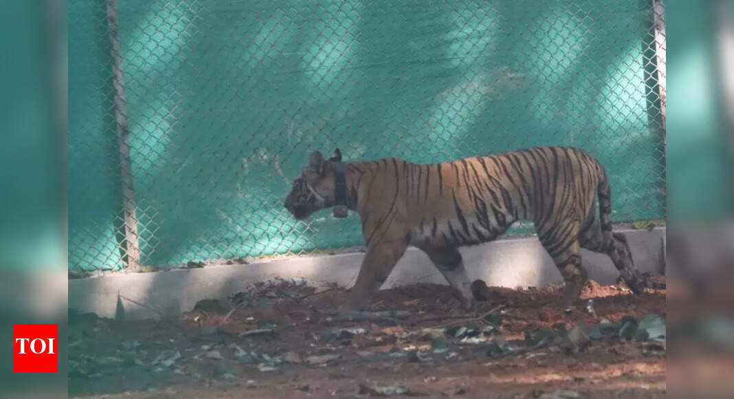 Zeenat the tigress moves closer to Odisha as officials monitor her ...