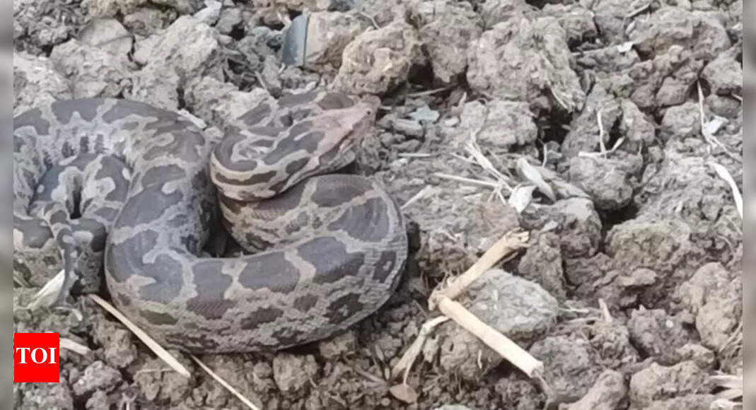Python rescued | Ranchi News - Times of India