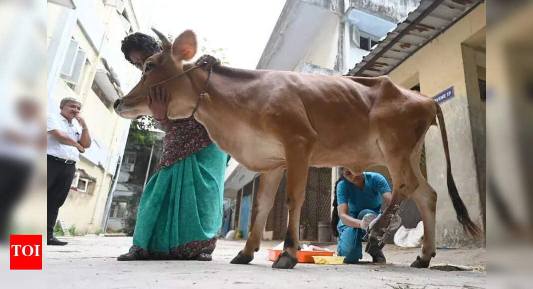 Stray cow attacks 85-year-old man | Chennai News - Times of India