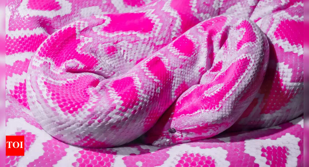 Can snakes also be pink? Fascinating facts about pink snakes like the ...