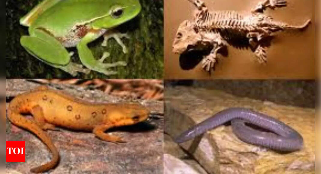 Amphibians vs reptiles: Know the key differences, habitat, life cycle ...