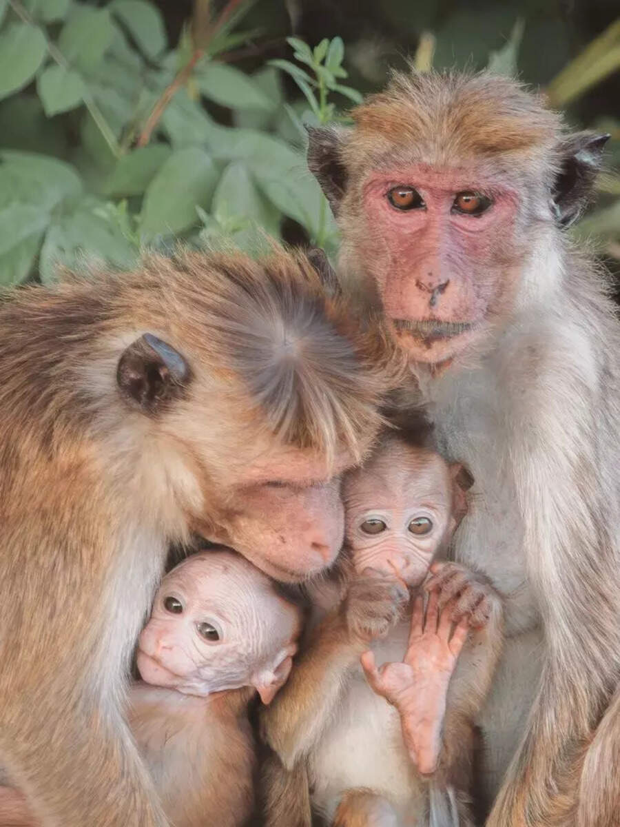 10 animals that love living with family | Times of India