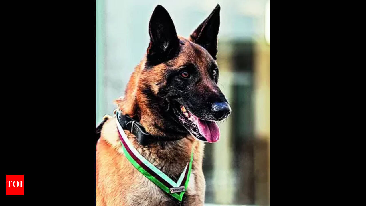 Belgian Malinois Iron On